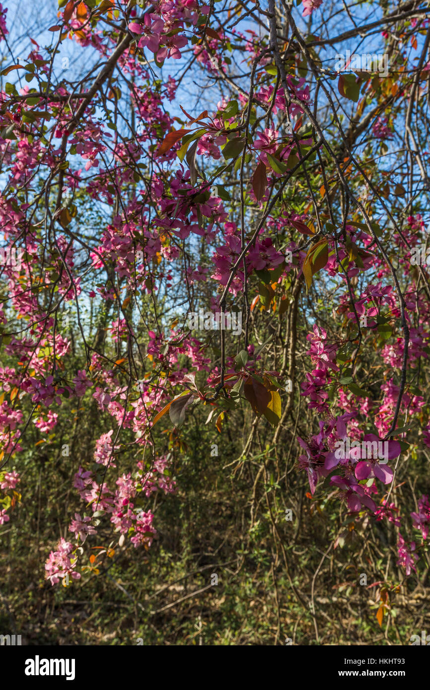 Native ohio trees hi-res stock photography and images - Alamy