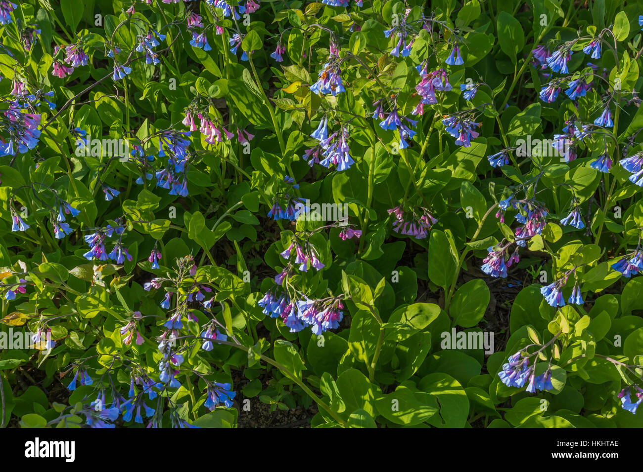 American bluebells hi-res stock photography and images - Alamy