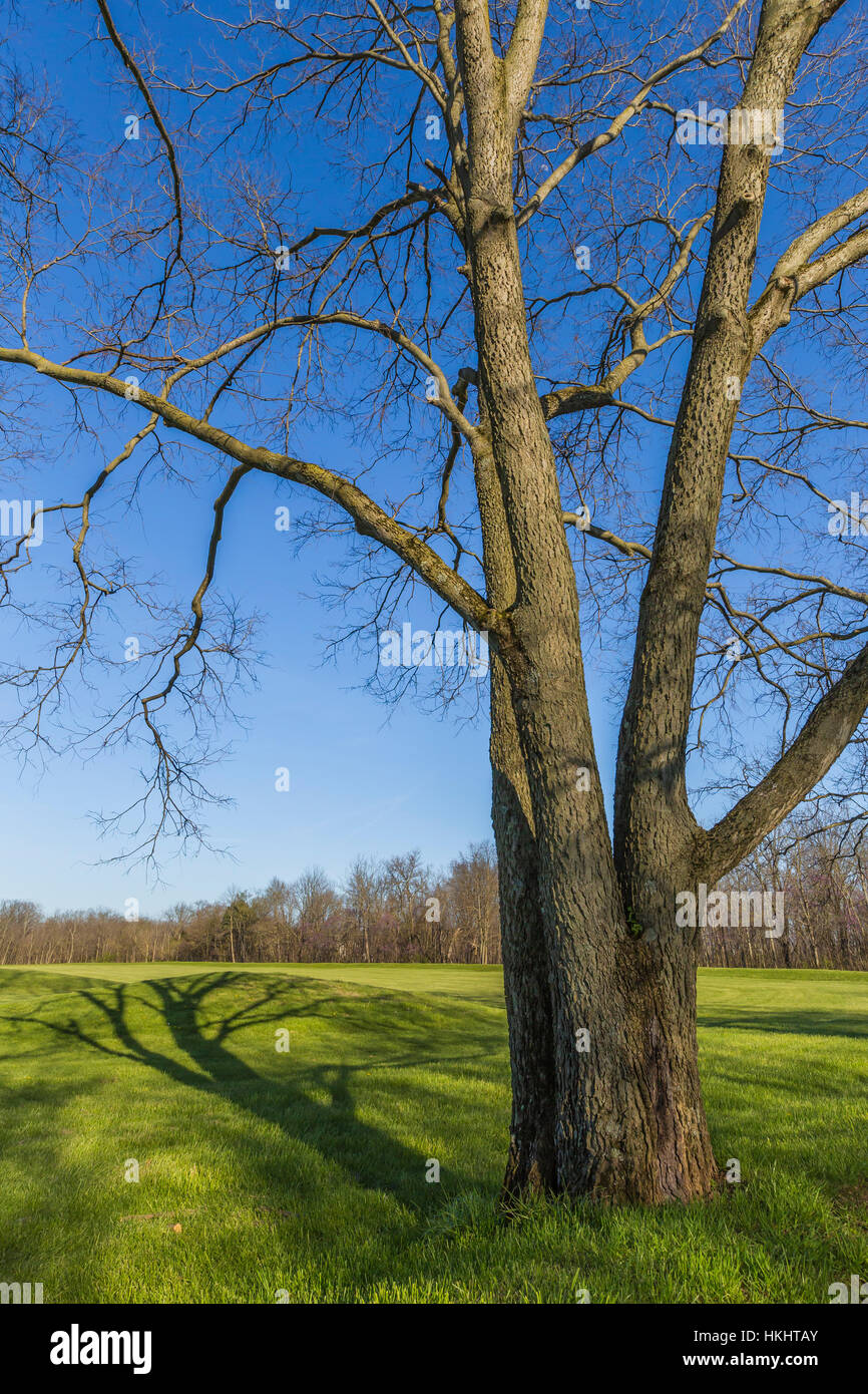 Native ohio trees hi-res stock photography and images - Alamy