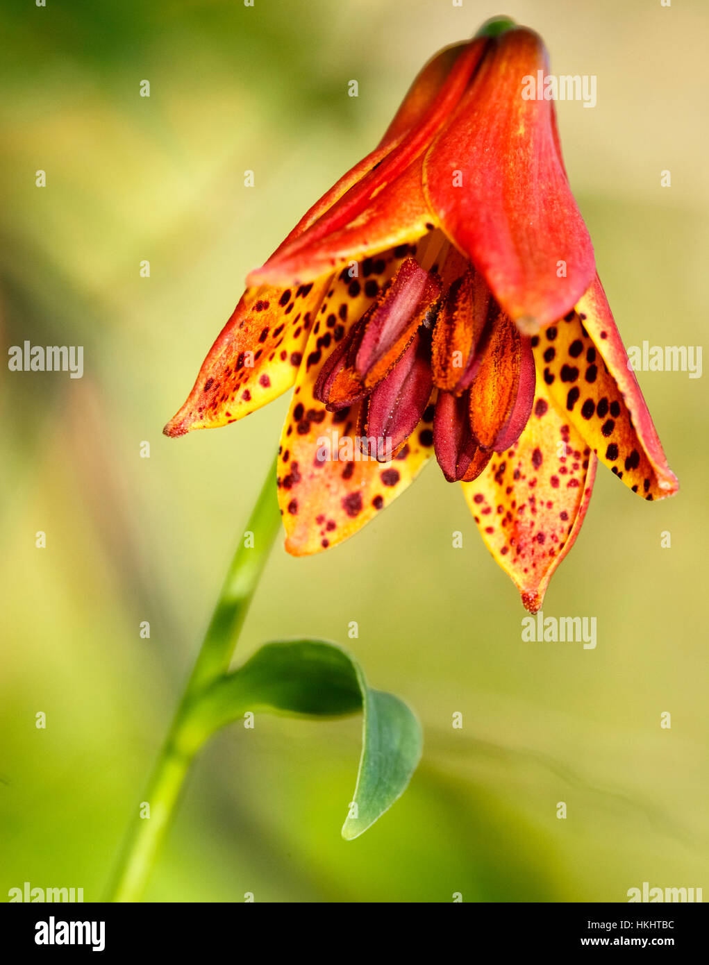 Rare red mountain lily hi-res stock photography and images - Alamy