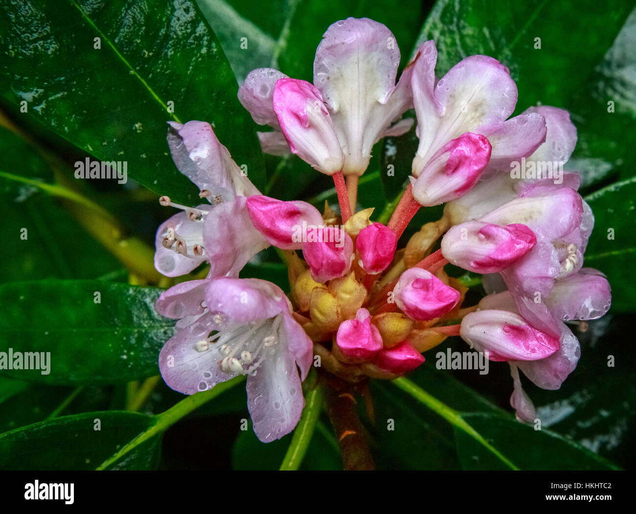 Carolina rhododendron hi-res stock photography and images - Alamy