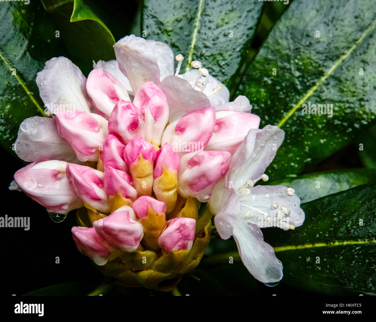 NORTH CAROLINA PINK RHODODENDRON Stock Photo - Alamy