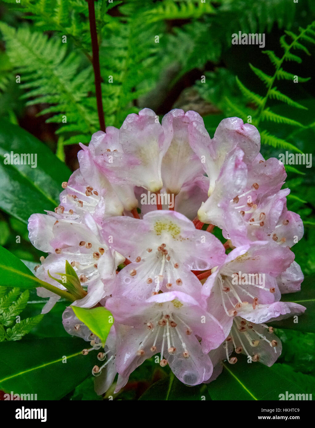 NORTH CAROLINA PINK RHODODENDRON Stock Photo - Alamy