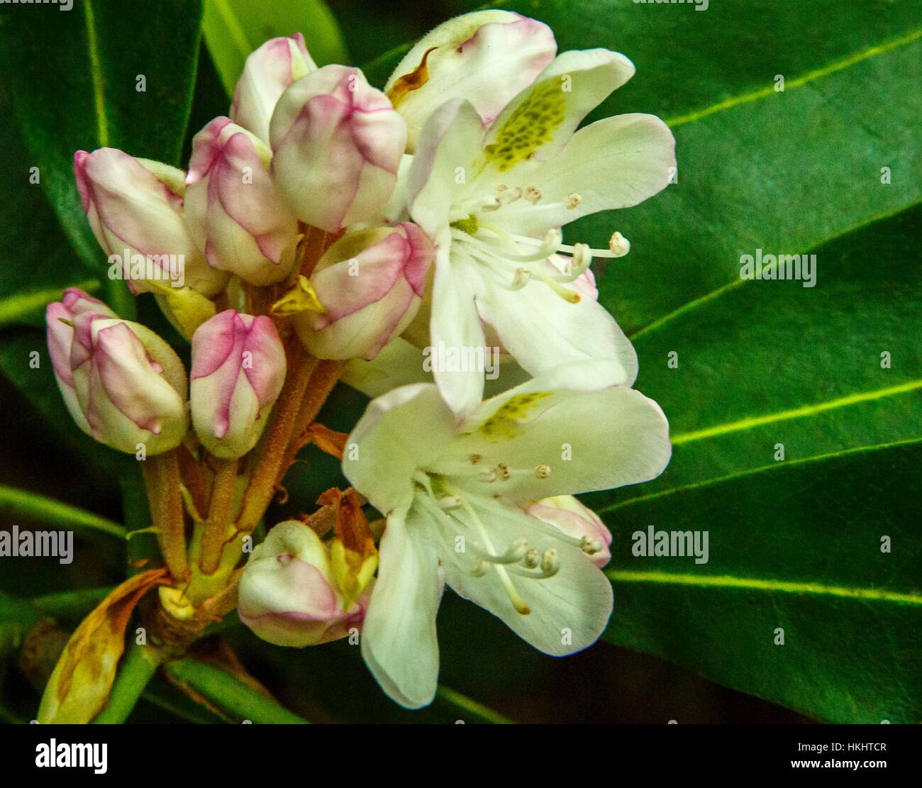 Rhododendron maximum hi-res stock photography and images - Alamy