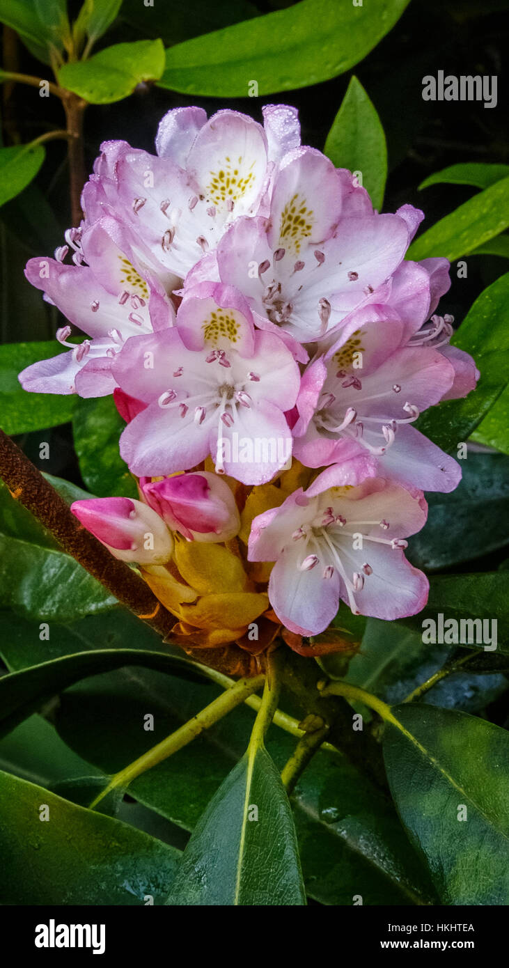 Rain soaked pink rhododendron hi-res stock photography and images - Alamy