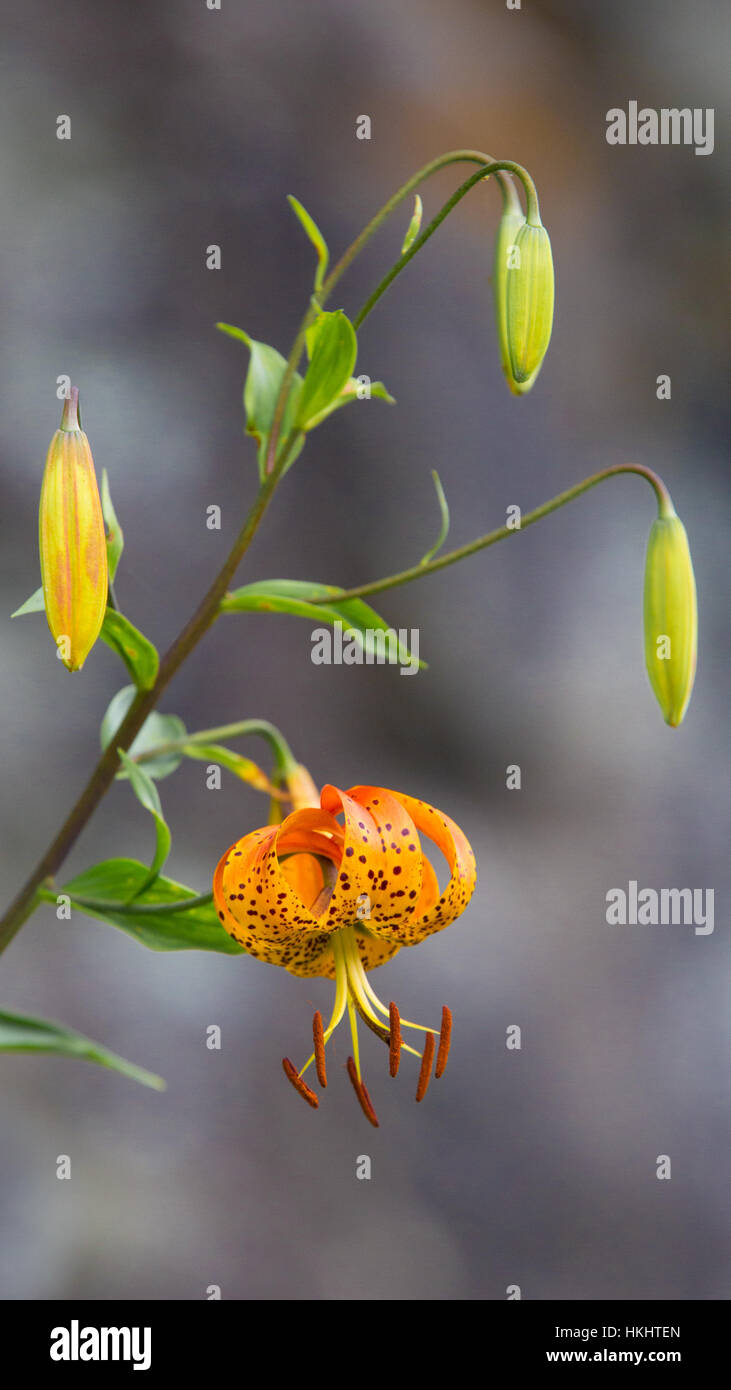 TURBAN LILY (LILIUM SUPERBUM Stock Photo - Alamy