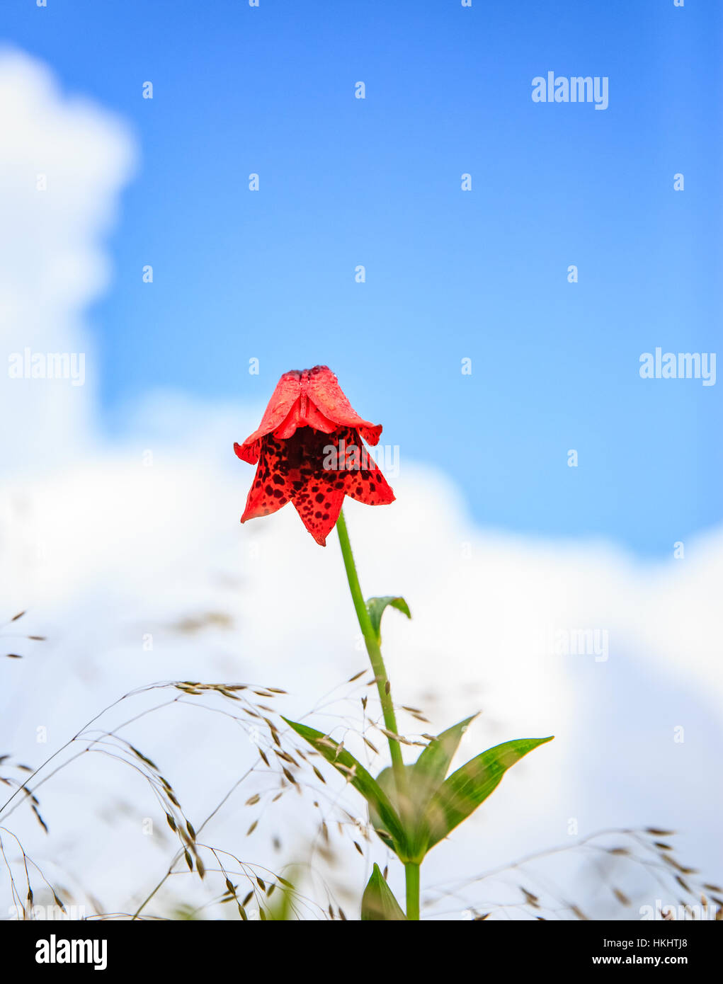 GRAY'S LILY (LILIUM GRAYI) ON ROAN MT BALD - CLOSEUP AND MOUNTAIN ...