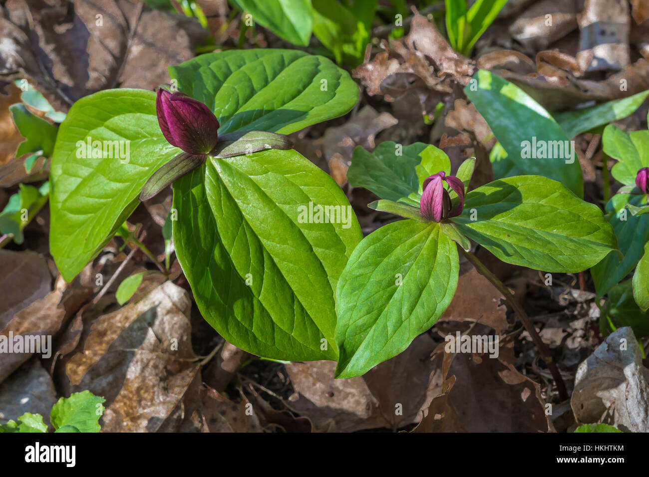 Toadshade, Trillium sessile, flowering in the spring forest in Serpent ...