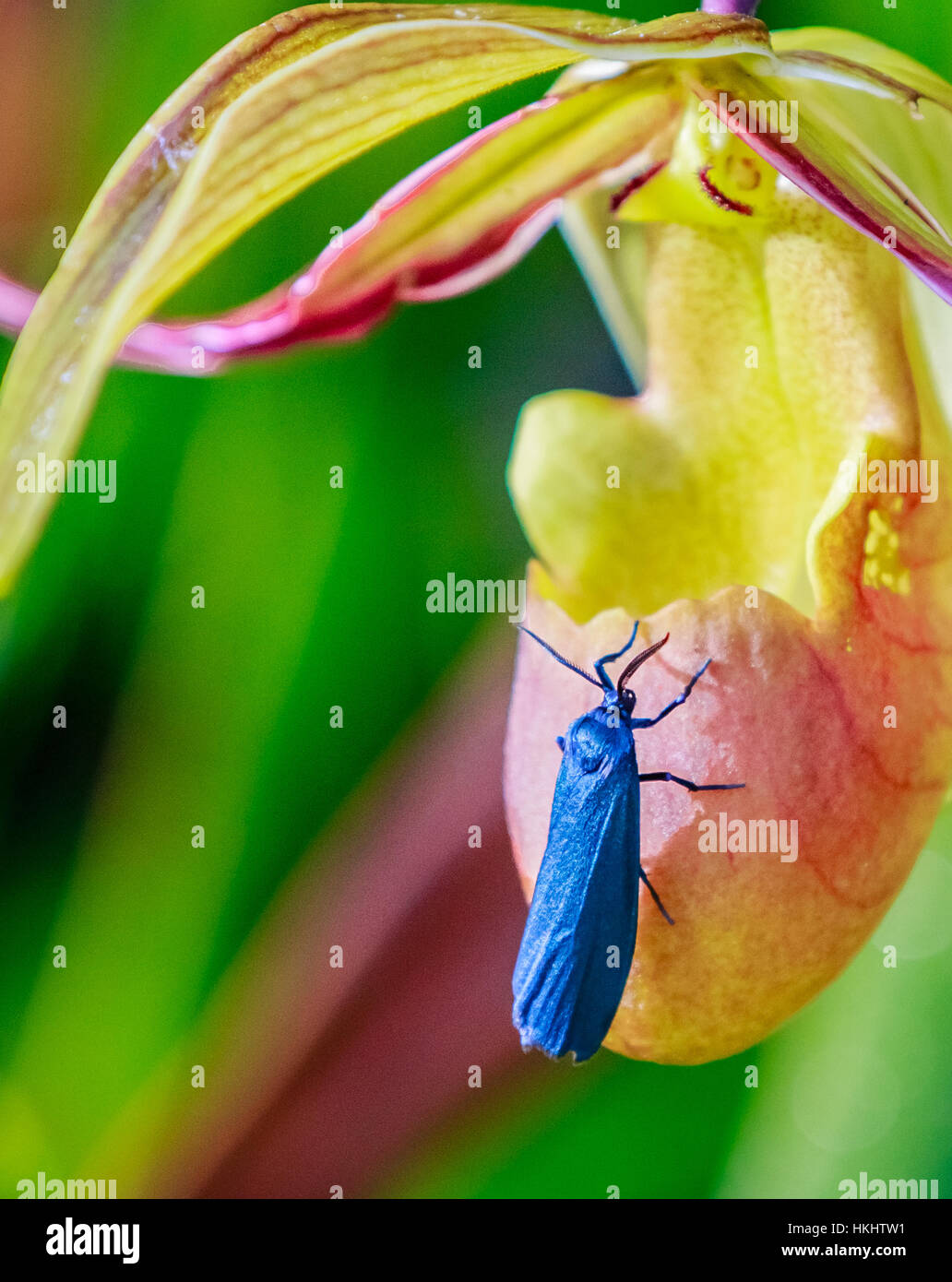 Costa rican blue bug hi-res stock photography and images - Alamy