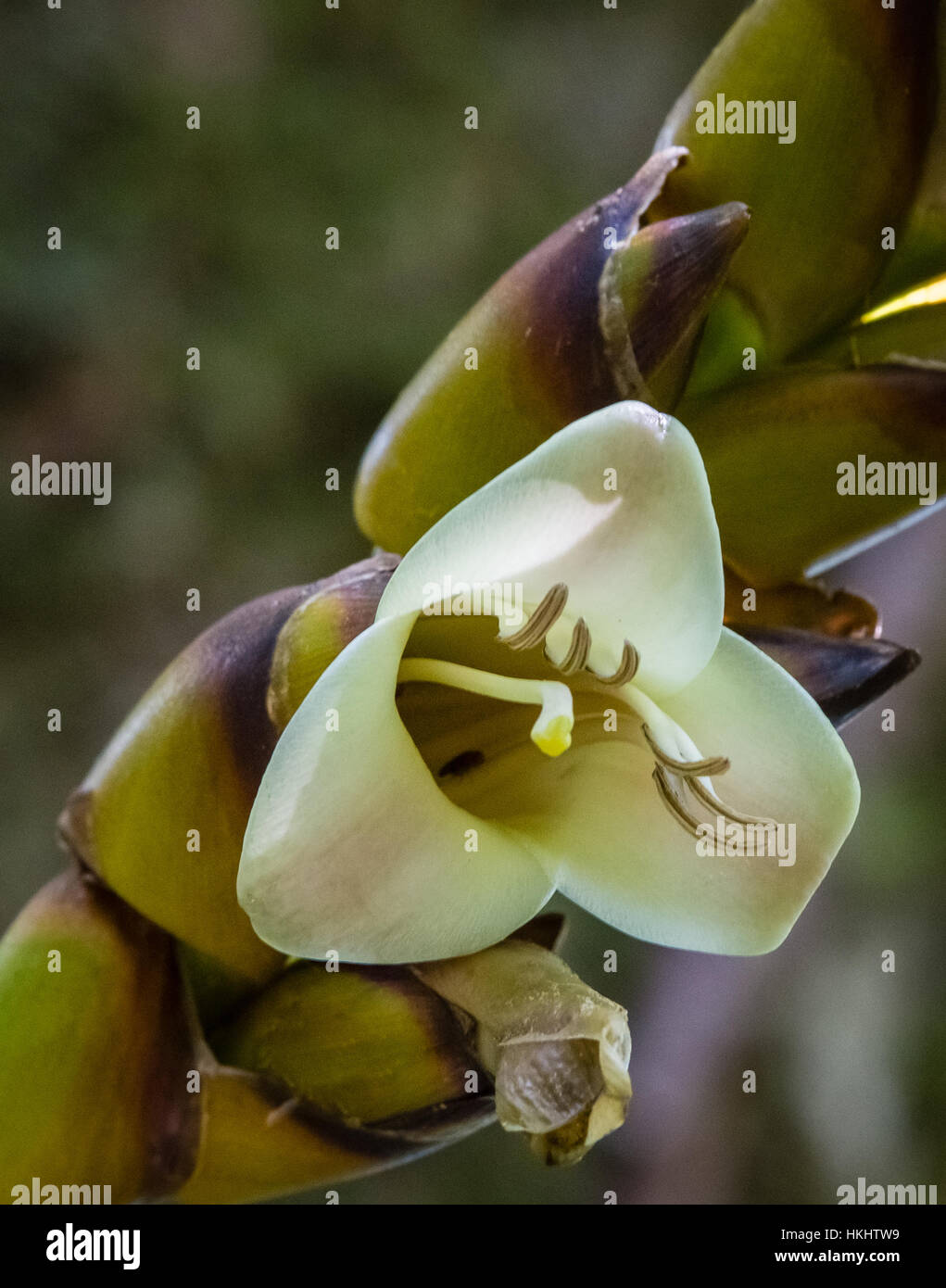 3 white petaled bromeliad hi-res stock photography and images - Alamy