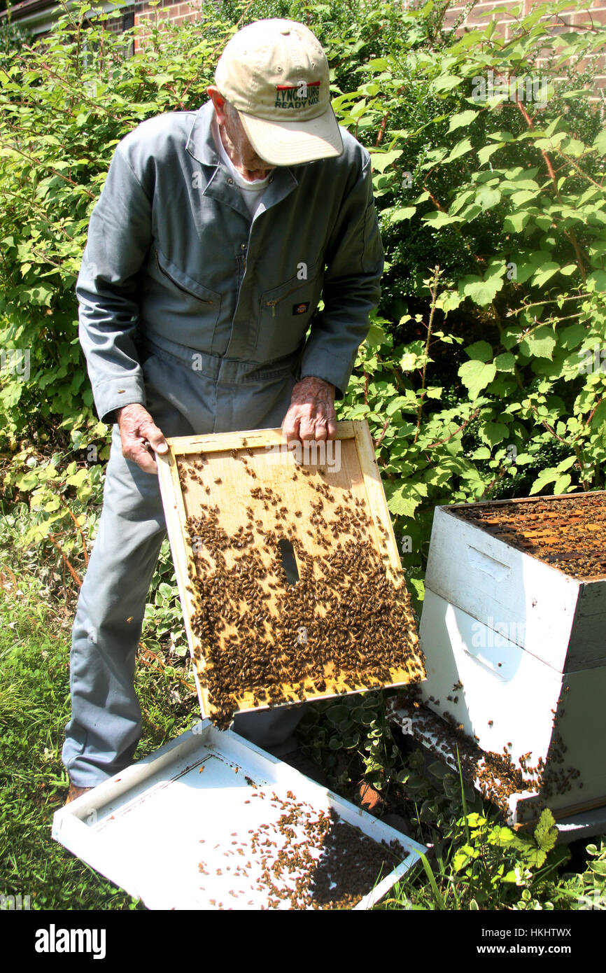 Bee keeper working at the bee hive Stock Photo - Alamy