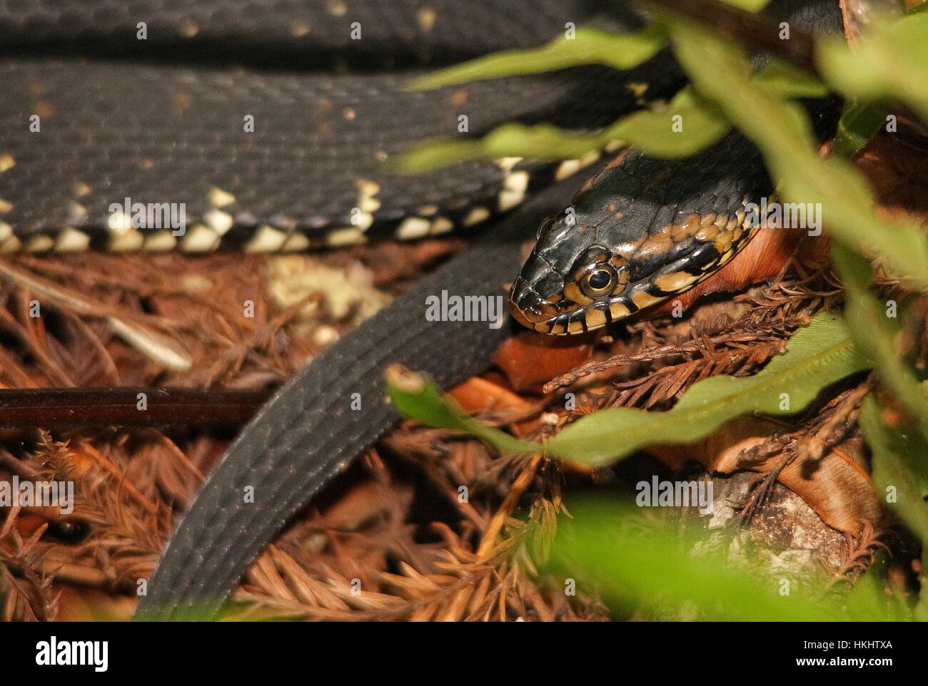water snake resting head near tail Stock Photo - Alamy