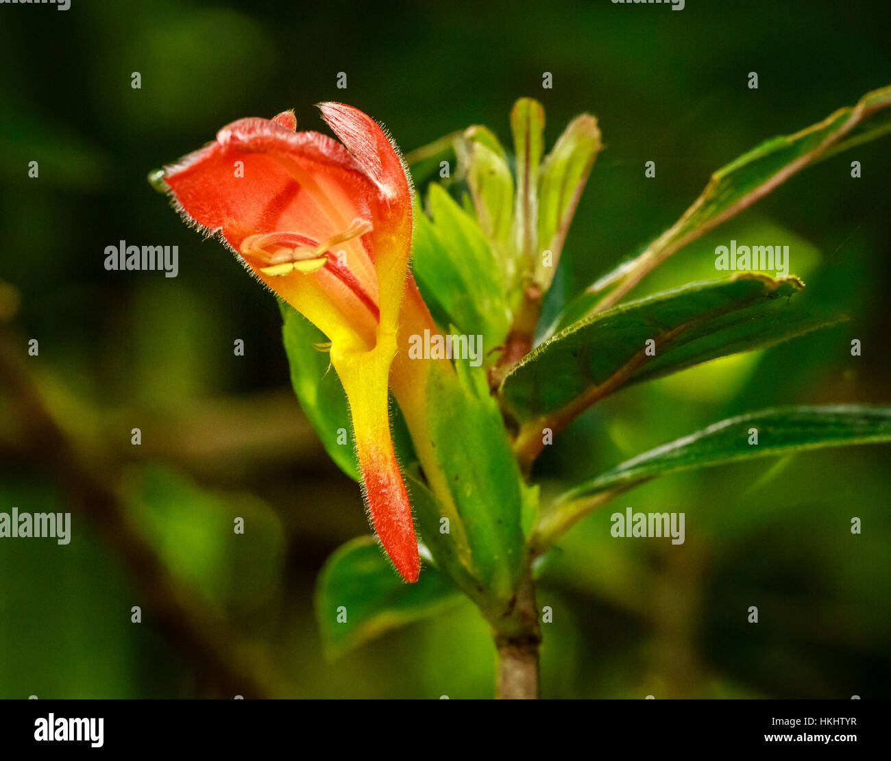 Orchidacaea hi-res stock photography and images - Alamy