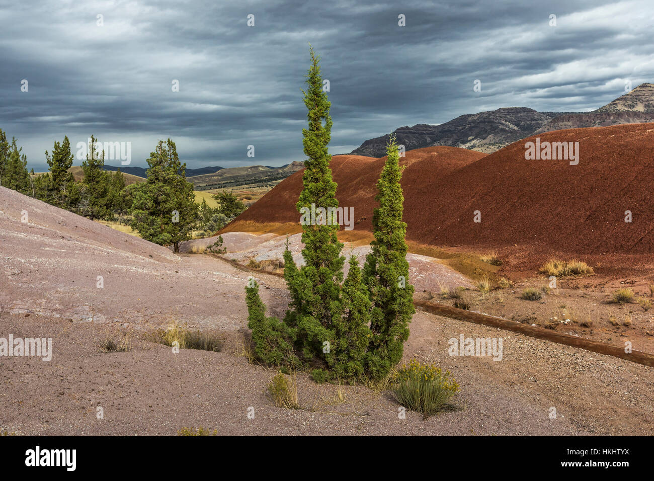Western Juniper, Juniperus occidentalis, growing in the clay soil along ...