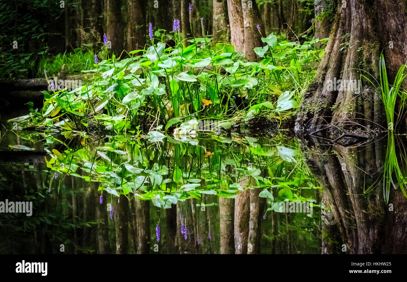 PICKEREL WEED REFLECTED IN FLORIDA BLACK SWAMP Stock Photo - Alamy
