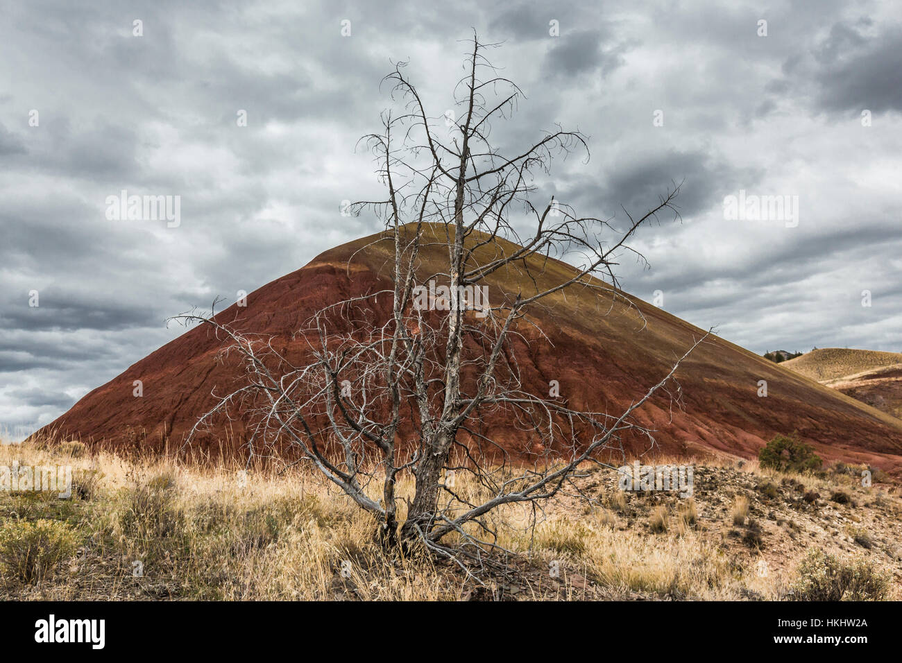 Tree scar hi-res stock photography and images - Alamy