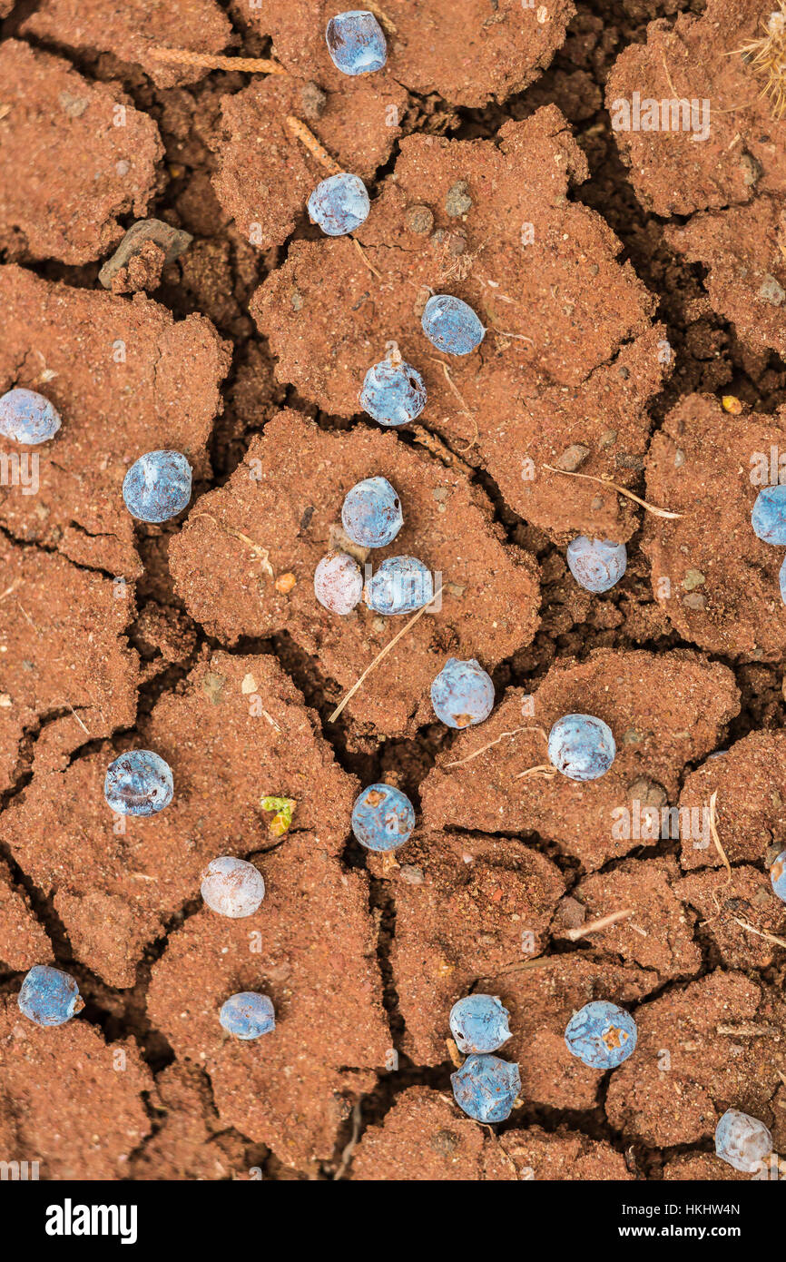 Western Juniper, Juniperus occidentalis, berries on cracked clay ...