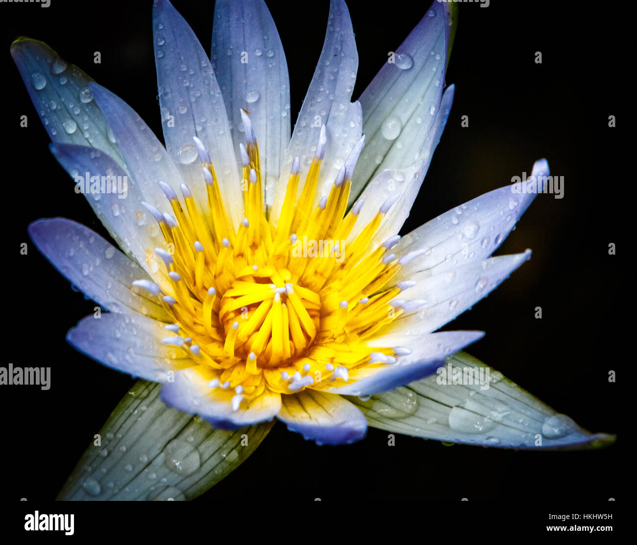 LAVENDER BLUE LOTUS Stock Photo - Alamy