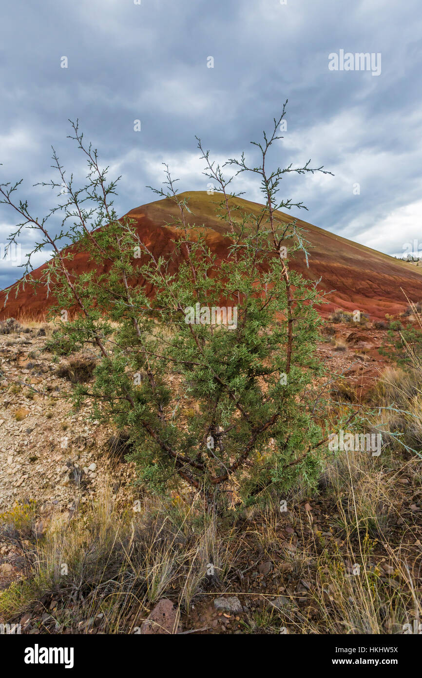 Western Juniper, Juniperus occidentalis, at Red Scar Knoll, Painted ...