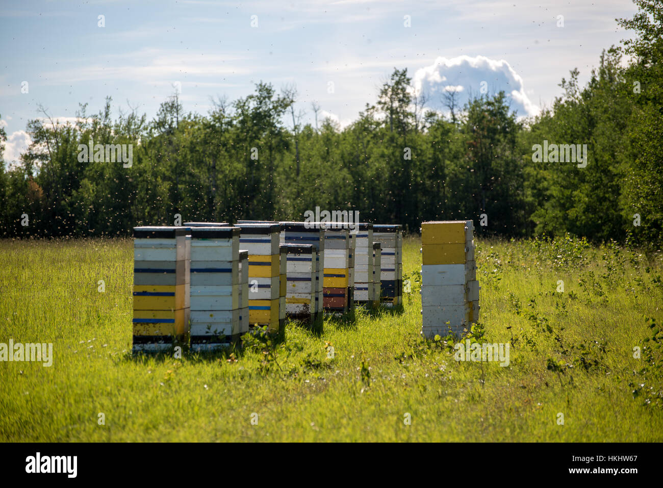 Stacks of bee hives on the edge of a farm field Stock Photo - Alamy