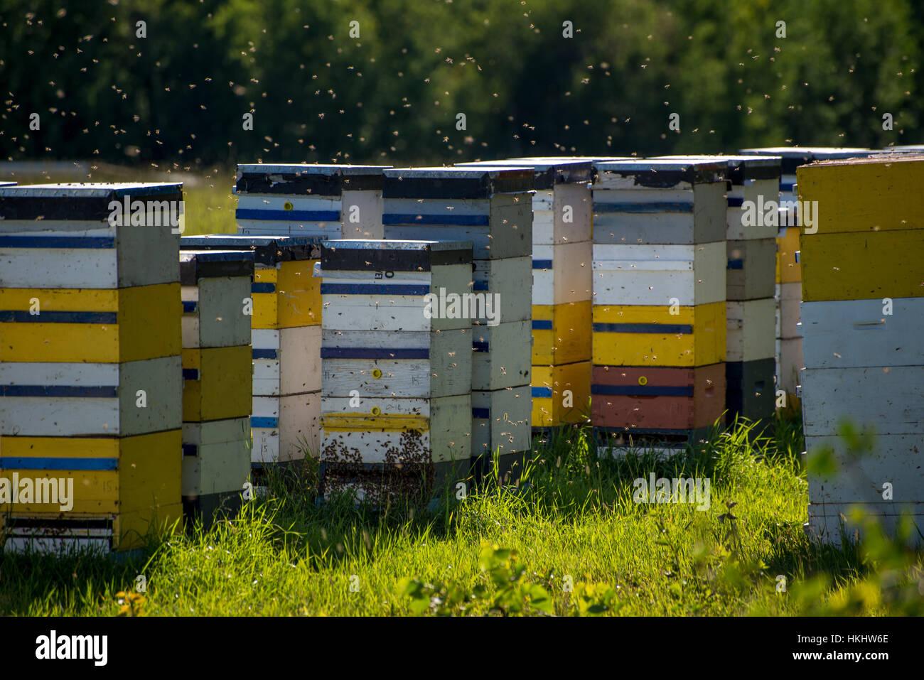 Colorful bee hives on hot summer day in field Stock Photo - Alamy