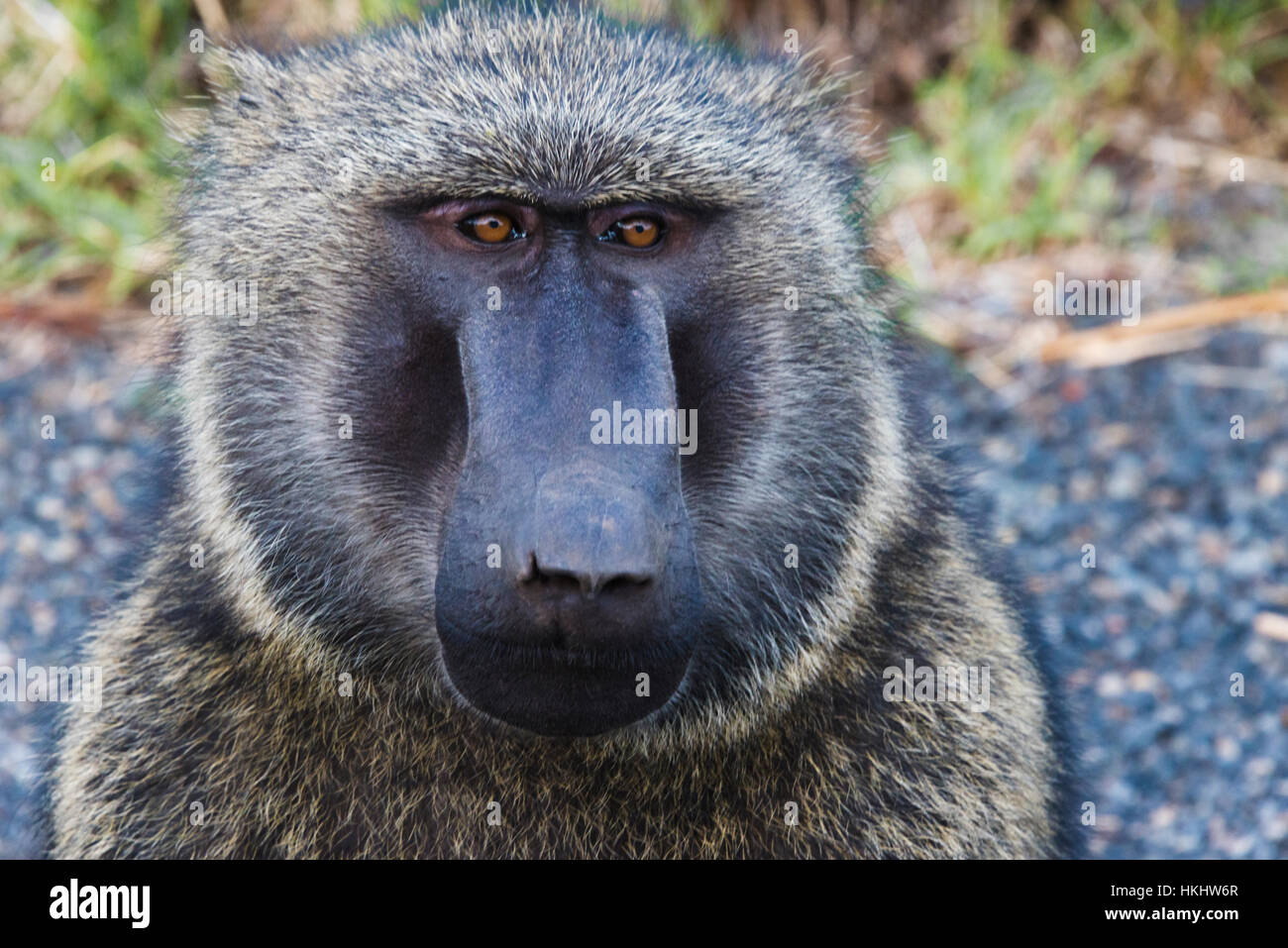 Ethiopian baboon hi-res stock photography and images - Alamy