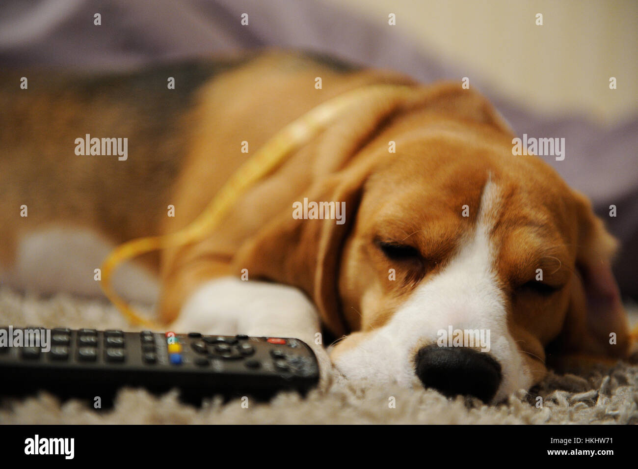 dog sleep with remote control on living room Stock Photo - Alamy