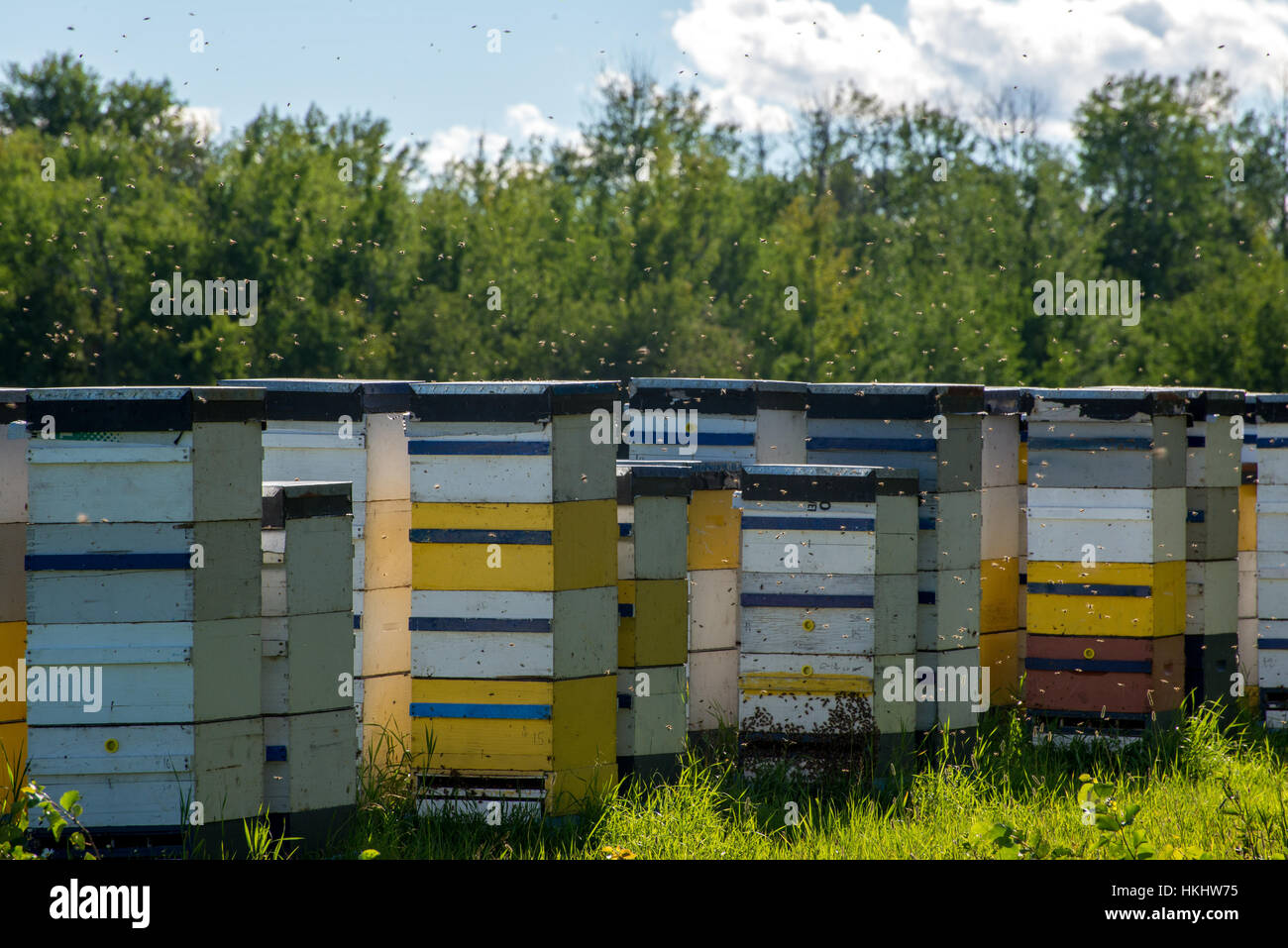 Colorful bee hives on hot summer day Stock Photo - Alamy