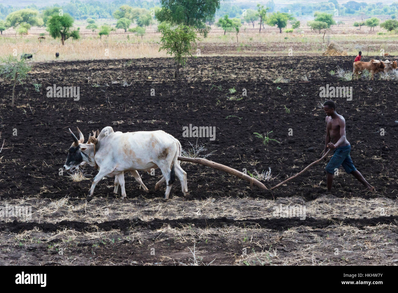 Farmer with plough hi-res stock photography and images - Alamy