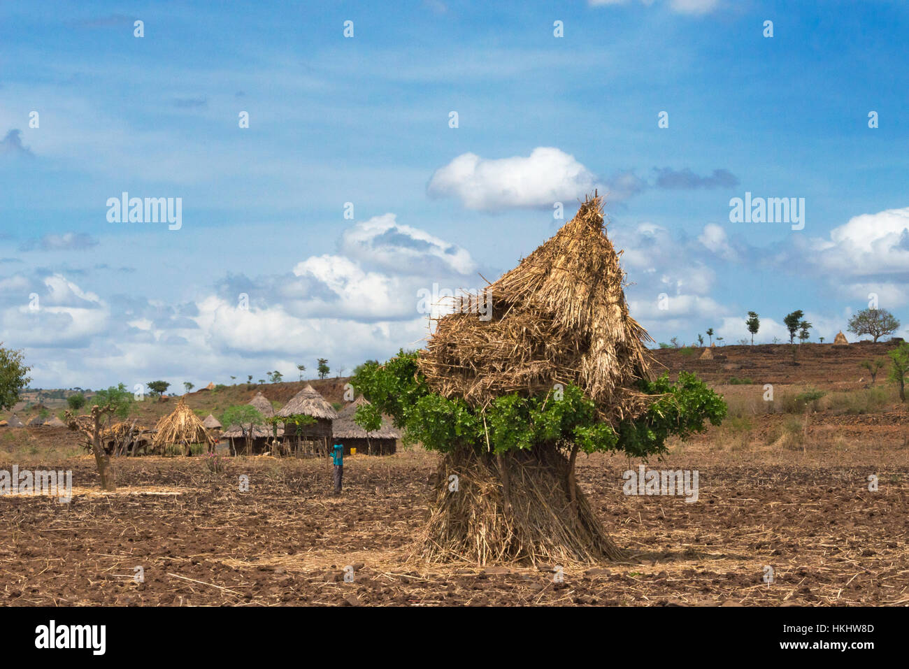 Bundle of straw hi-res stock photography and images - Alamy