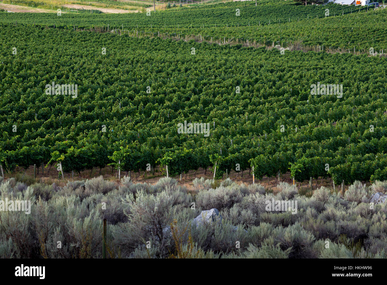 Edge vines hi-res stock photography and images - Alamy