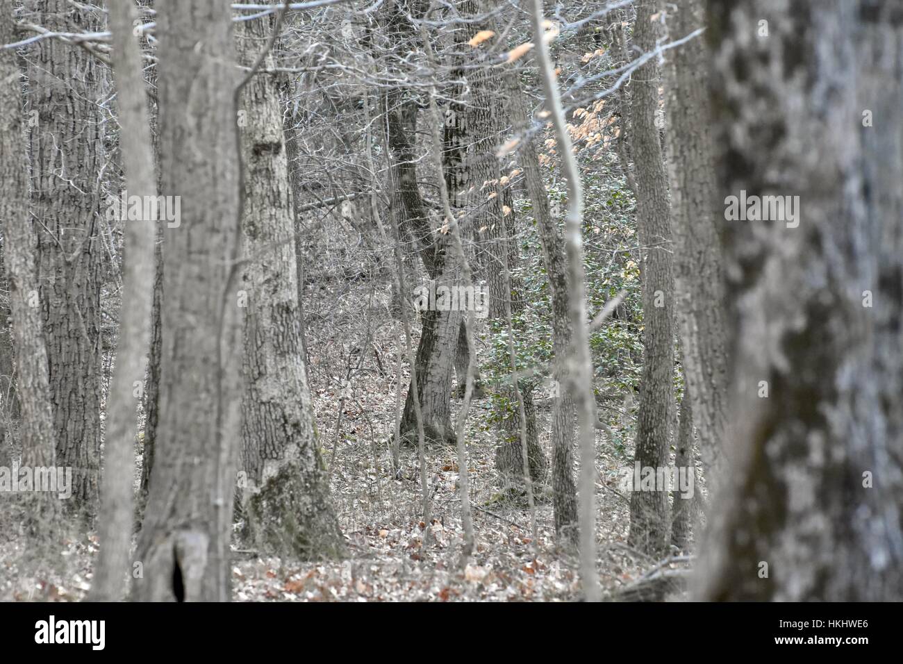 Looking deep into a dense forest Stock Photo - Alamy