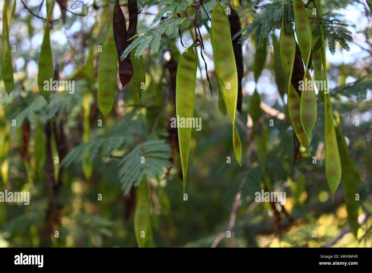 Green pods hi-res stock photography and images - Alamy