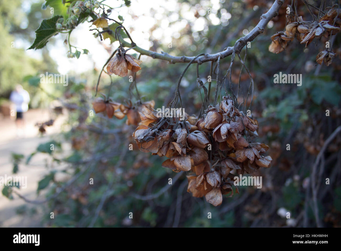 Dead flowers in nature hi-res stock photography and images - Alamy