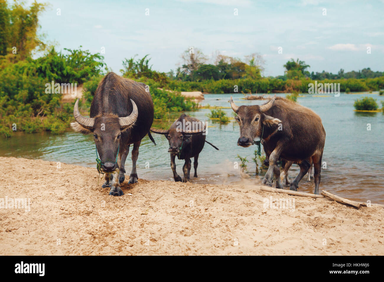 Mammal bison hi-res stock photography and images - Alamy