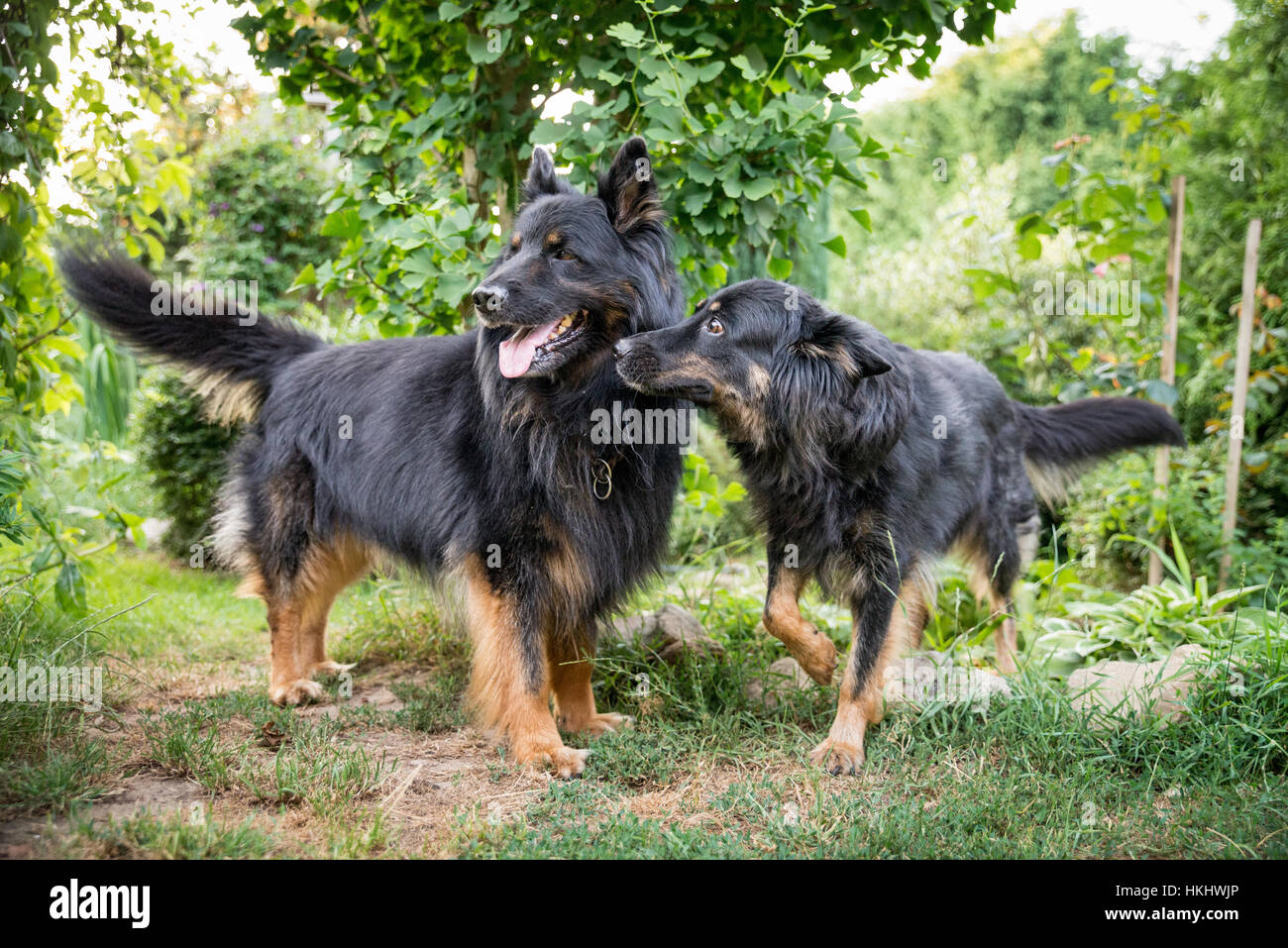 Chodsky Pes Lying High Resolution Stock Photography and Images - Alamy