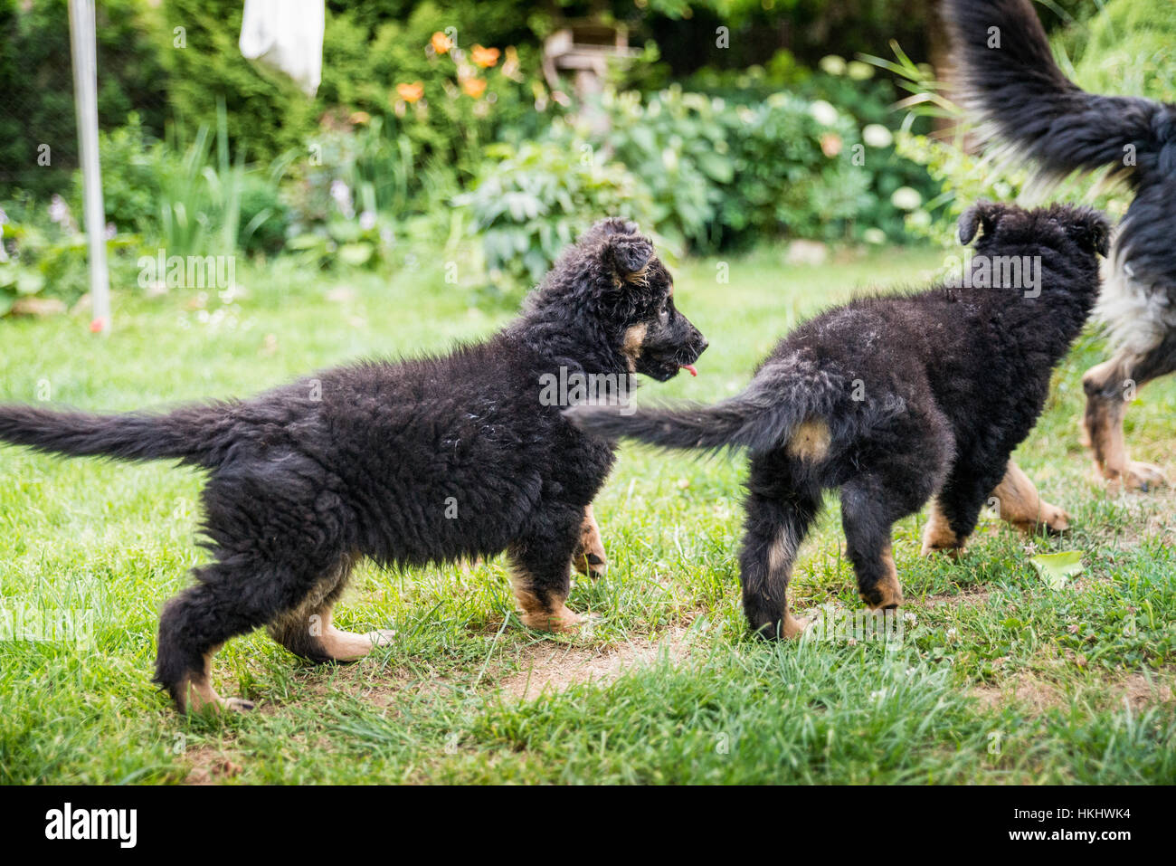 Chodenhunde hi-res stock photography and images - Alamy