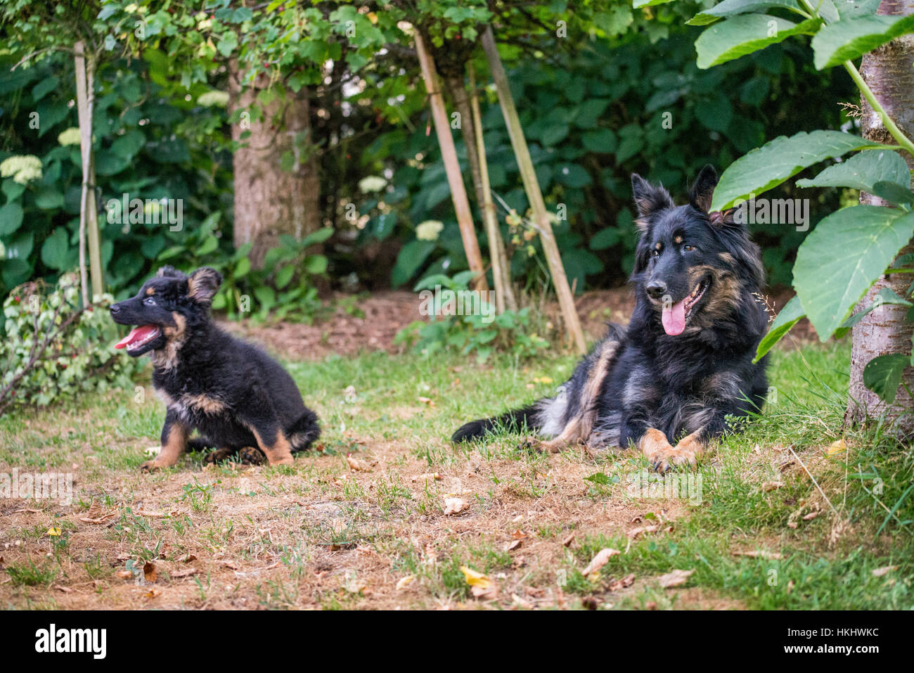 Chodenhunde hi-res stock photography and images - Alamy