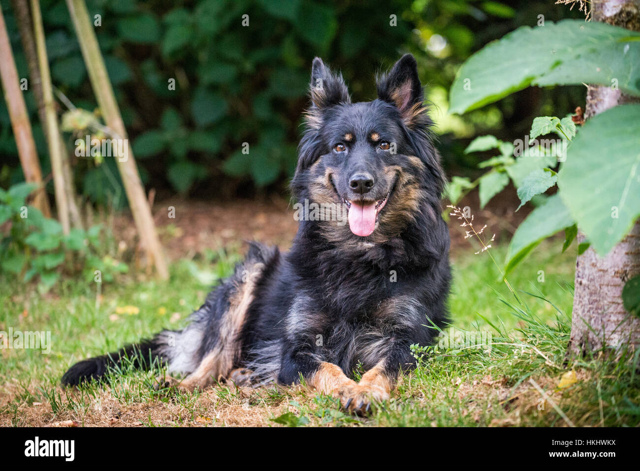 Chodenhunde hi-res stock photography and images - Alamy