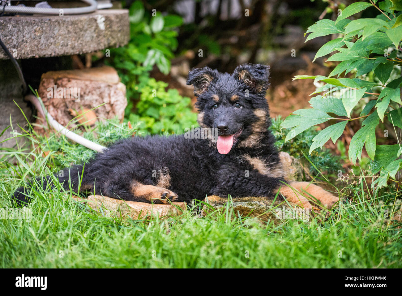 Chodsky pes hi-res stock photography and images - Alamy