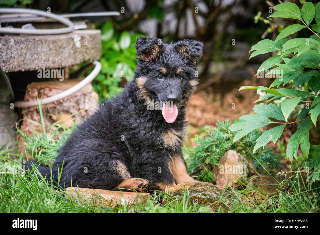 Chodenhunde hi-res stock photography and images - Alamy