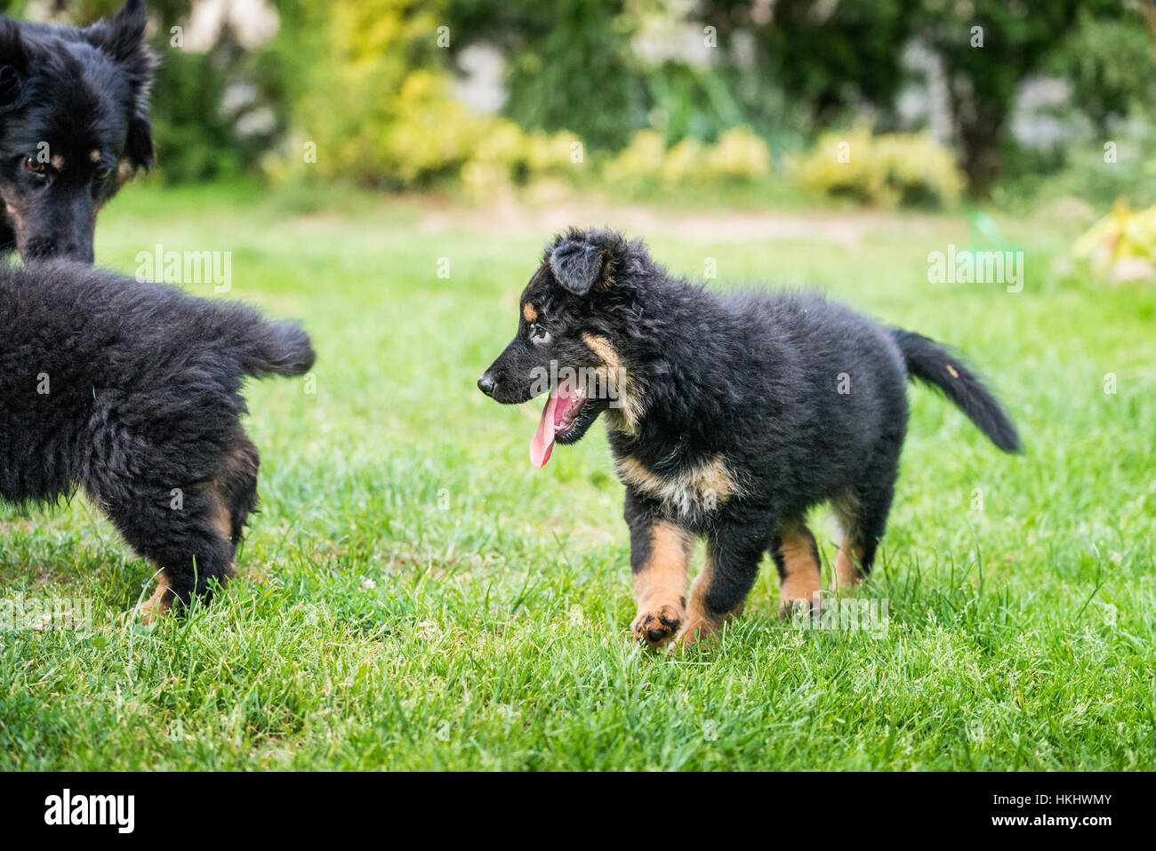 Chodsky Pes Lying High Resolution Stock Photography and Images - Alamy