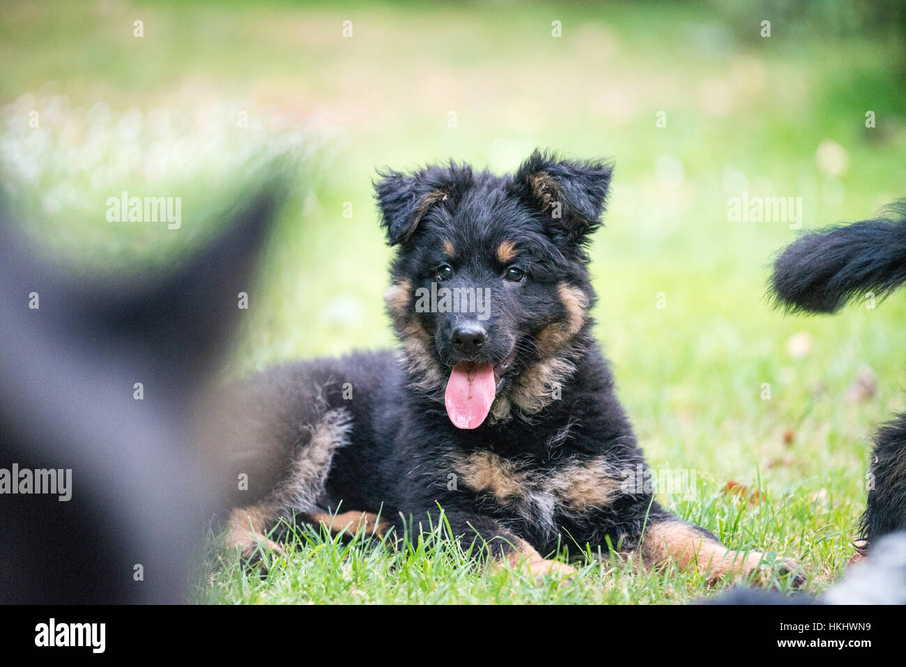 Chodsky Pes Lying High Resolution Stock Photography and Images - Alamy