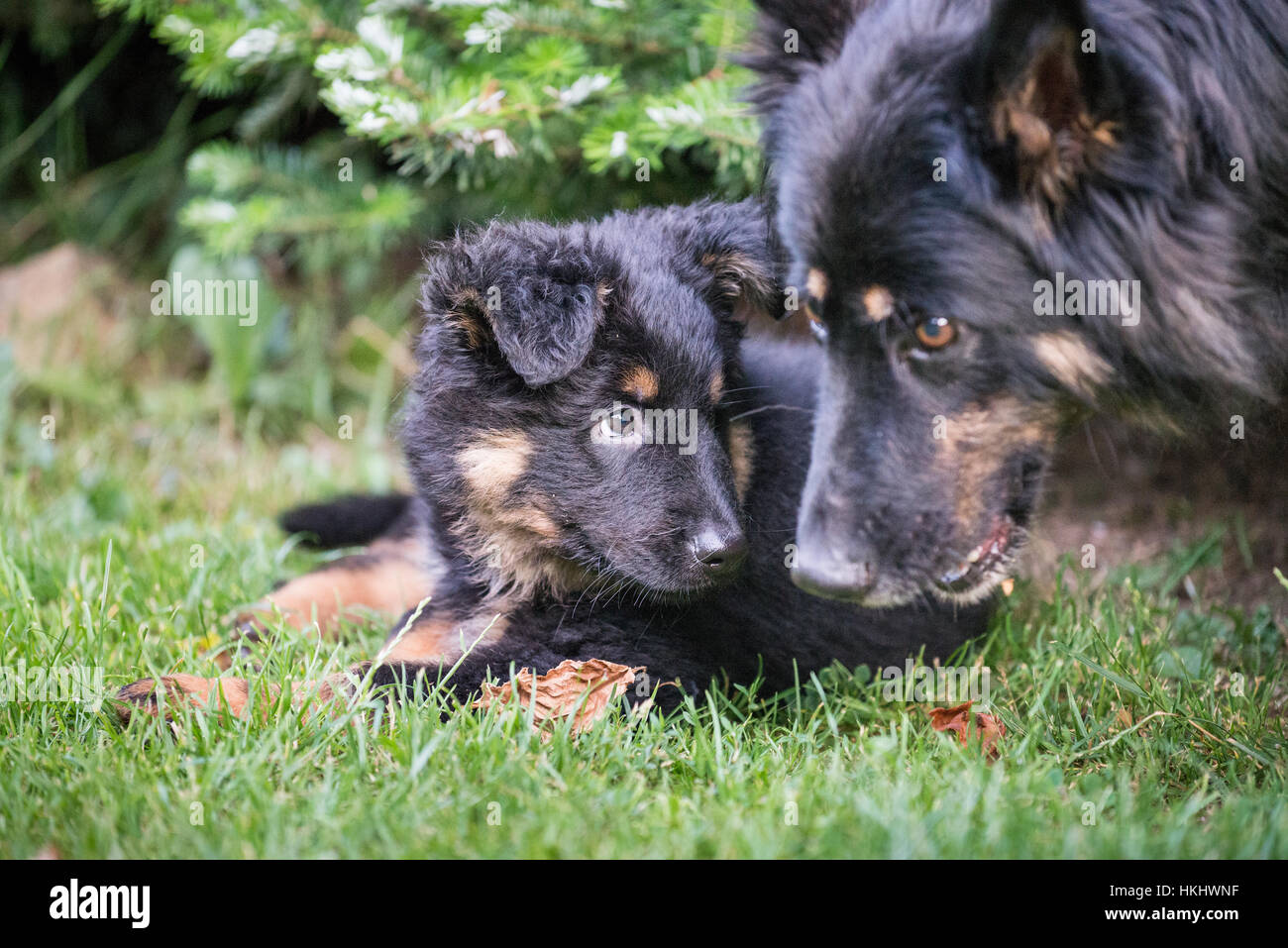 Chodsky Pes Lying High Resolution Stock Photography and Images - Alamy