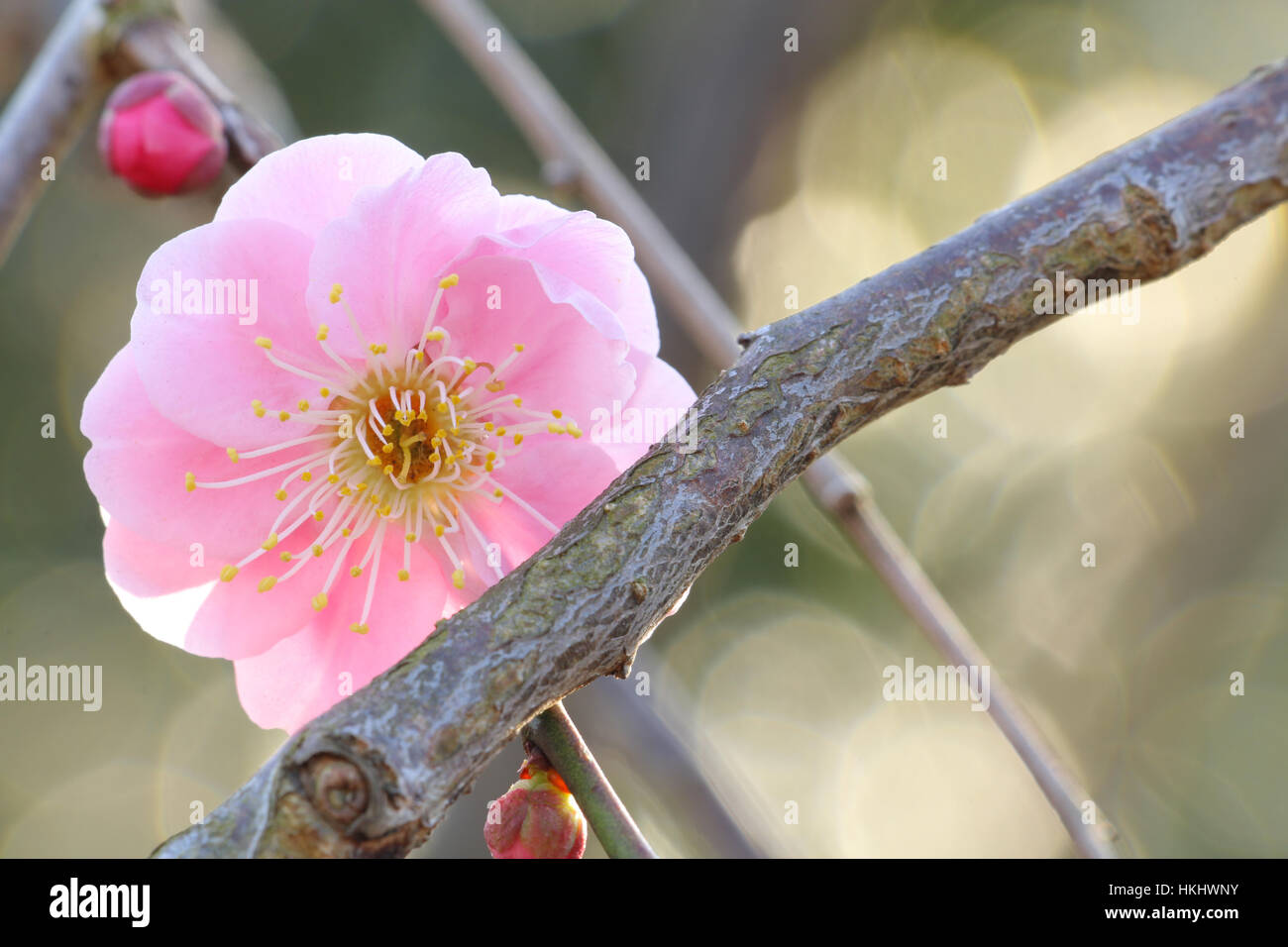Japanese pink plum close up Stock Photo - Alamy