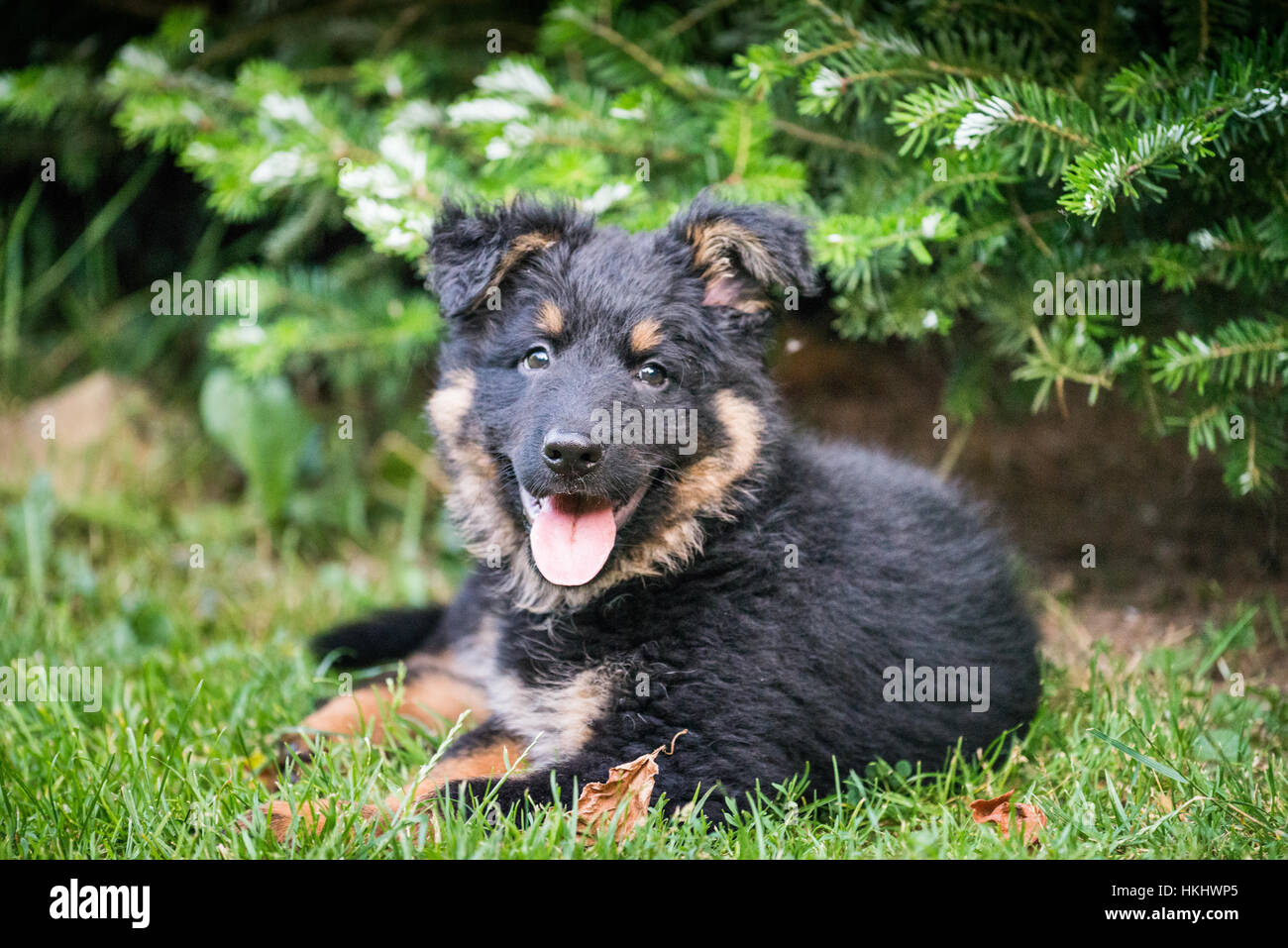 Chodsky Pes Lying High Resolution Stock Photography and Images - Alamy