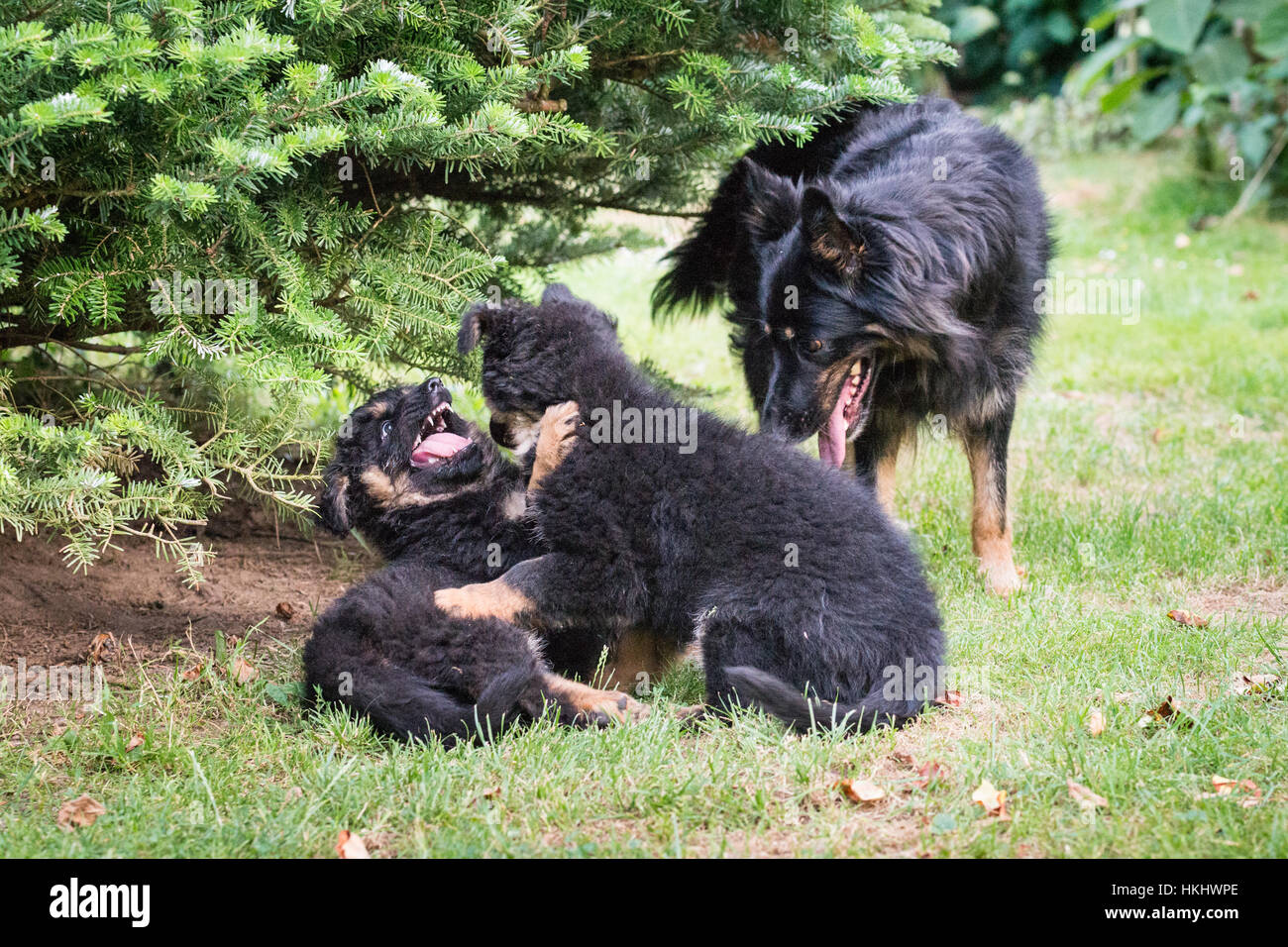 Chodsky pes lying hi-res stock photography and images - Alamy