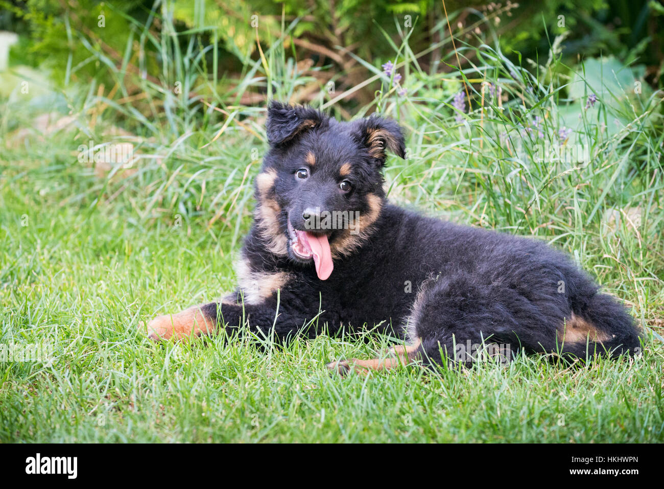 Chodsky Pes Lying High Resolution Stock Photography and Images - Alamy