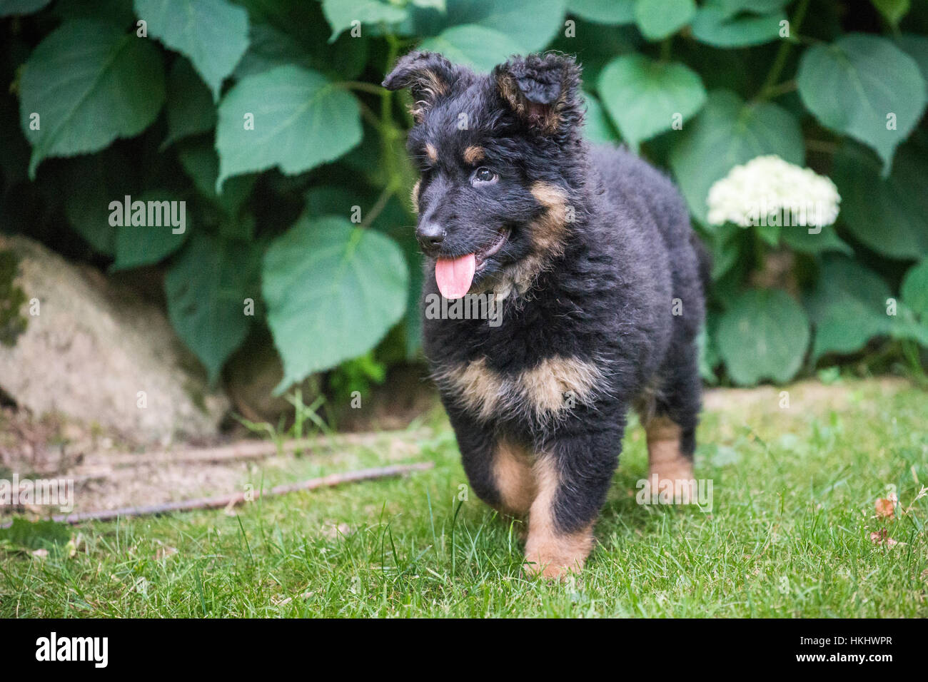 Chodsky pes lying hi-res stock photography and images - Alamy