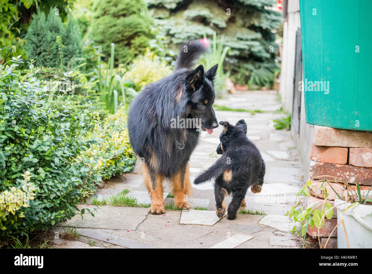 Chodsky Pes Lying High Resolution Stock Photography and Images - Alamy